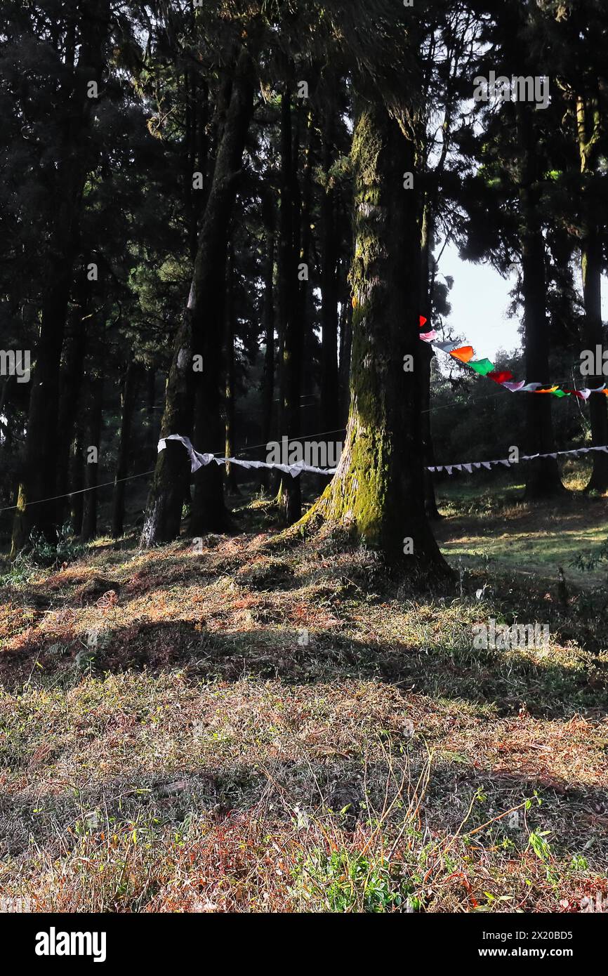 beautiful pine woodland (coniferous forest) of lepcha jagat, slopes of ...