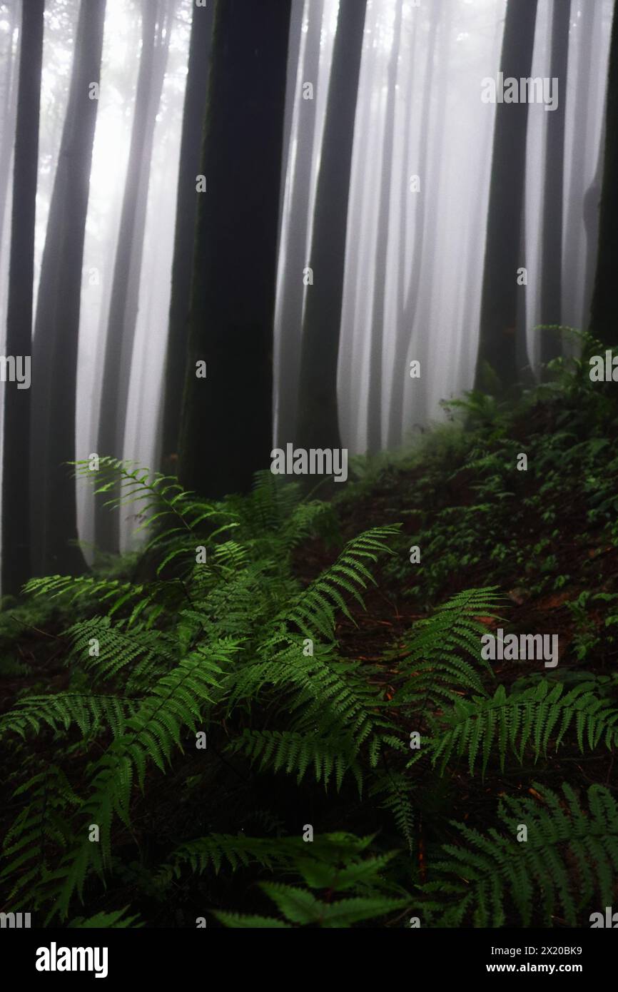 beautiful pine woodland (coniferous forest) of lepcha jagat, slopes of ...