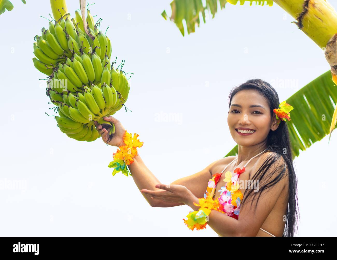 Hawaiian hula dancer offers a bunch of bananas growing on a palm tree ...