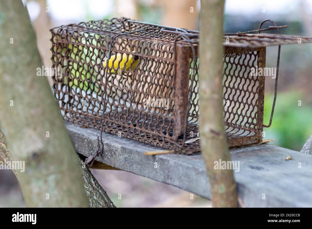 Trap animal bait hi-res stock photography and images - Alamy