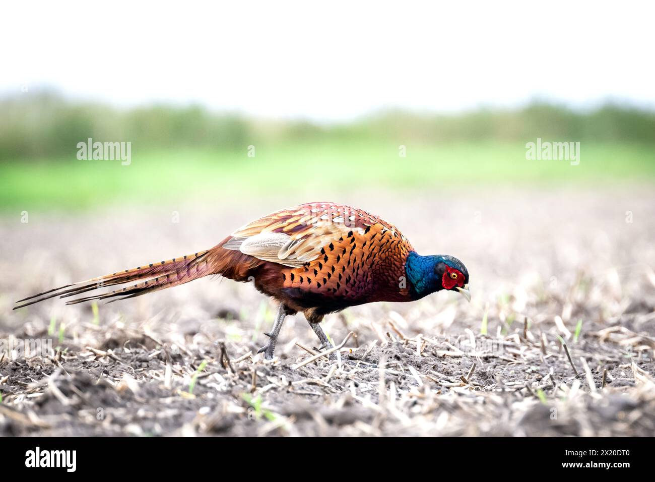 Pheasant foraging hi-res stock photography and images - Alamy