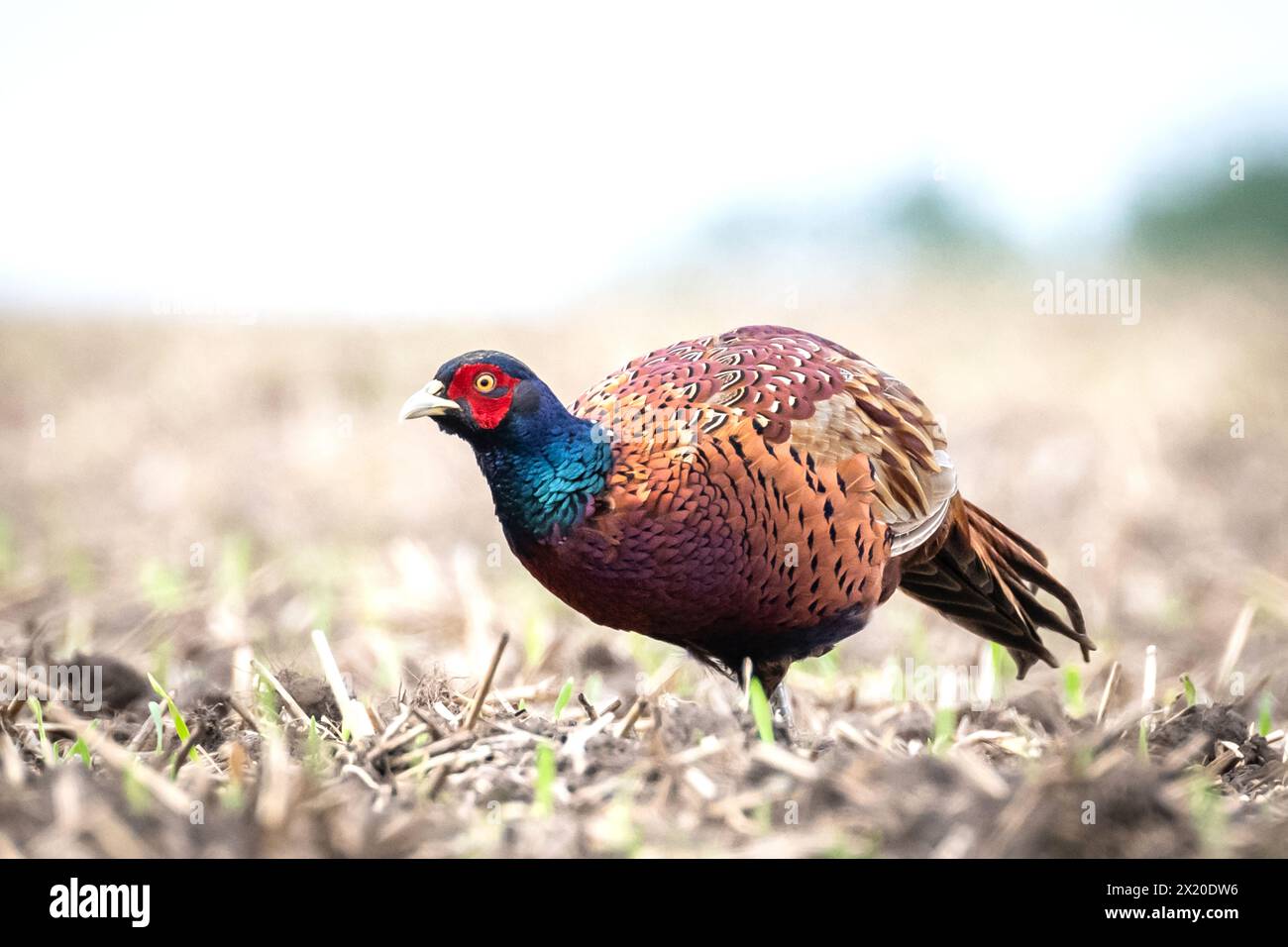 Pheasant foraging hi-res stock photography and images - Alamy