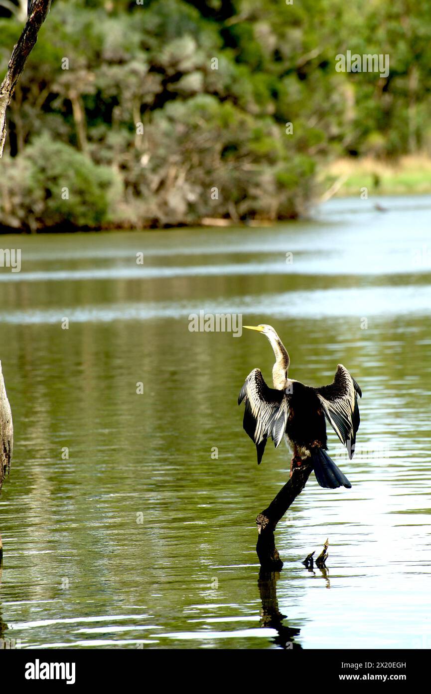 Jells Park Lake is very popular with water birds - this Darter (Anhinga ...