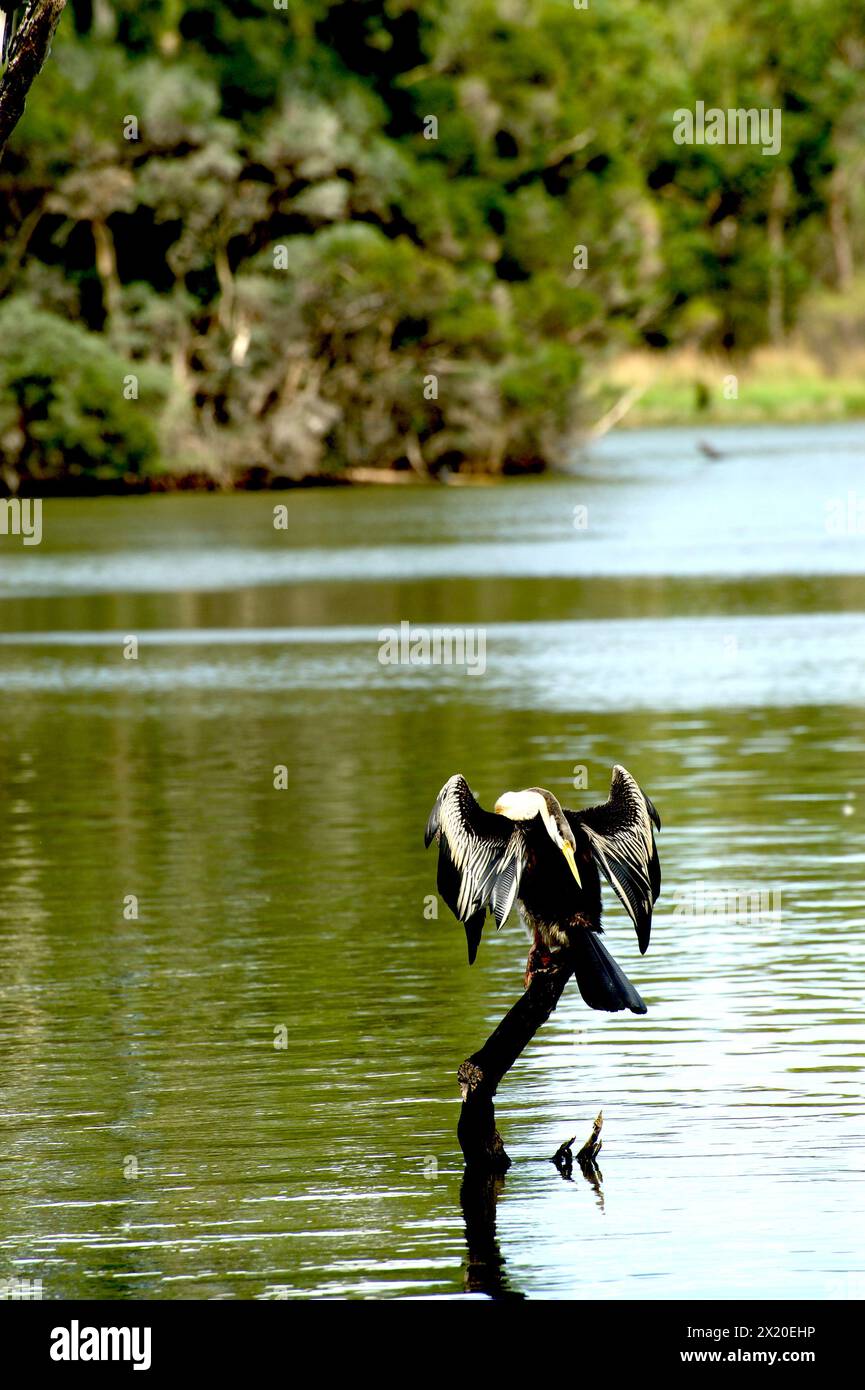 Jells Park Lake is very popular with water birds - this Darter (Anhinga ...