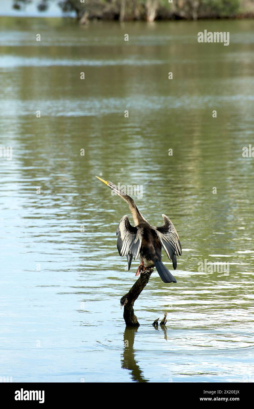 Jells Park Lake is very popular with water birds - this Darter (Anhinga ...