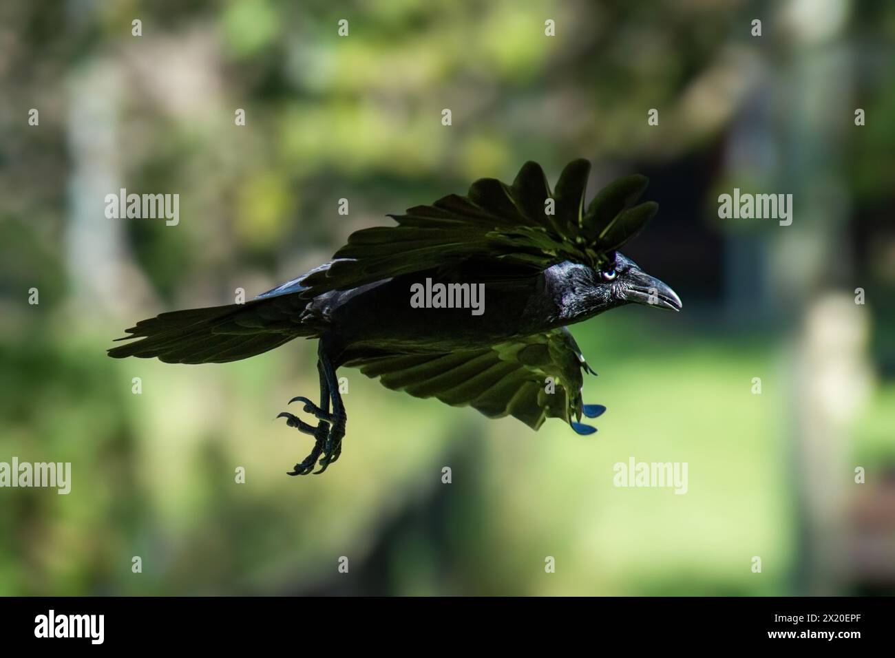 The Australian raven is a passerine corvid bird native to Australia ...