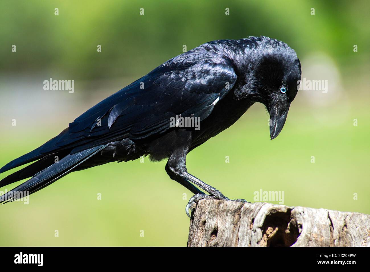 The Australian raven is a passerine corvid bird native to Australia ...