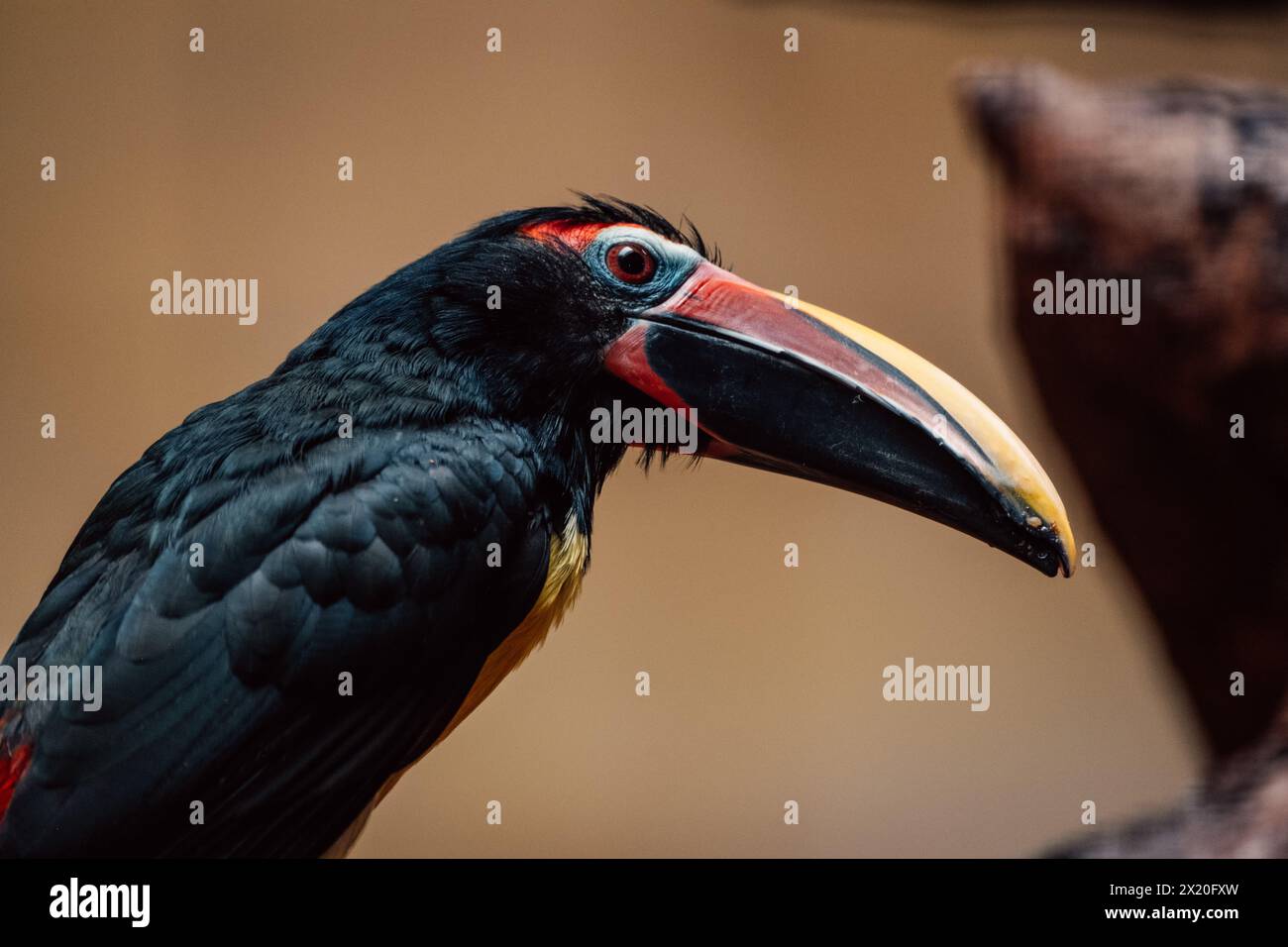 A close-up of a toucan, its striking beak a splash of color in the ...