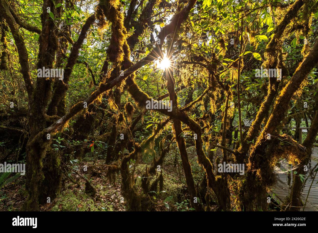 Virgin forest at the Ang Ka Luang Nature Trail in Doi Inthanon National ...