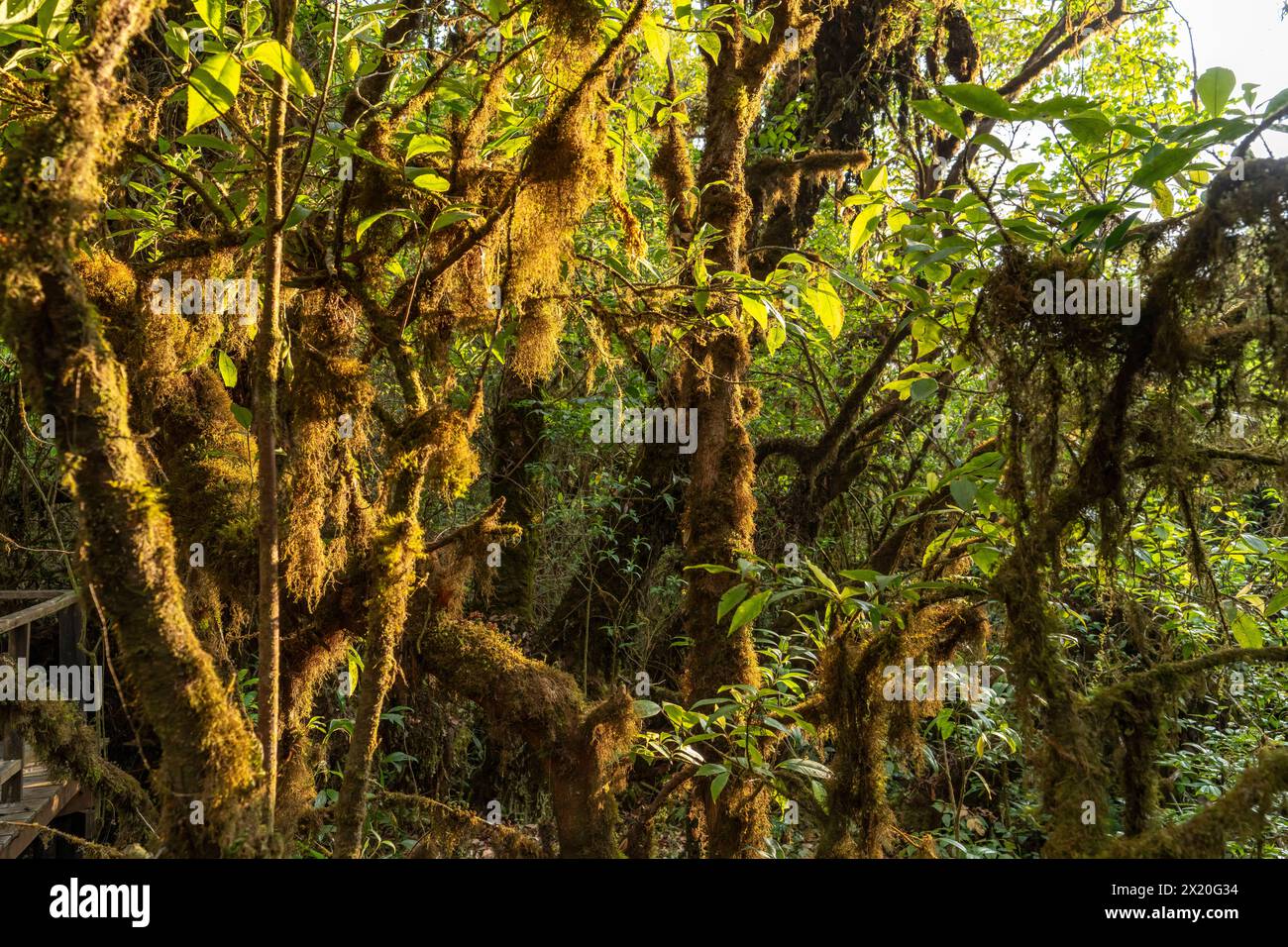 Virgin forest at the Ang Ka Luang Nature Trail in Doi Inthanon National ...