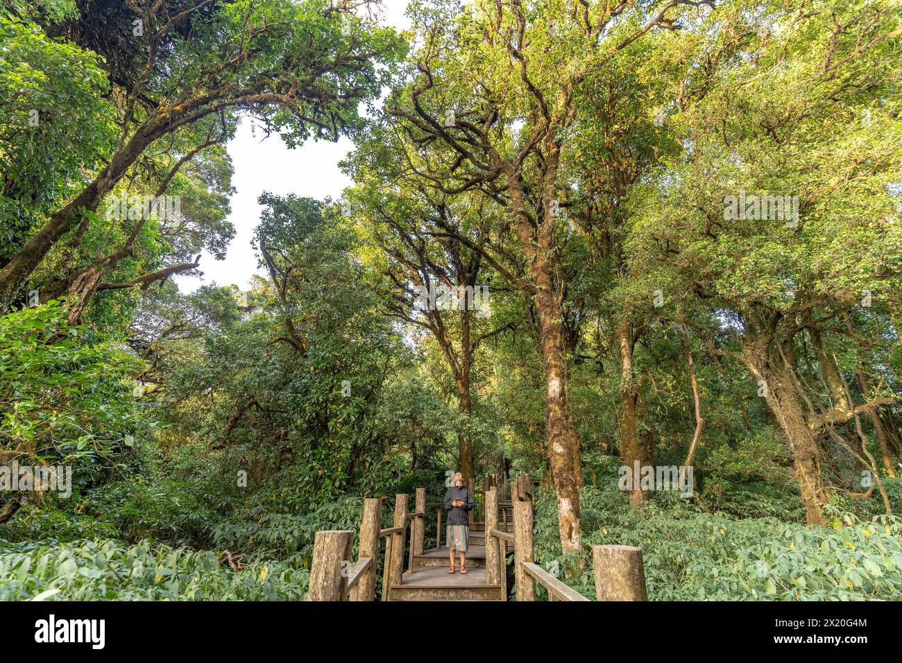 The Yod Doi Nature Trail in Doi Inthanon National Park, Chiang Mai ...