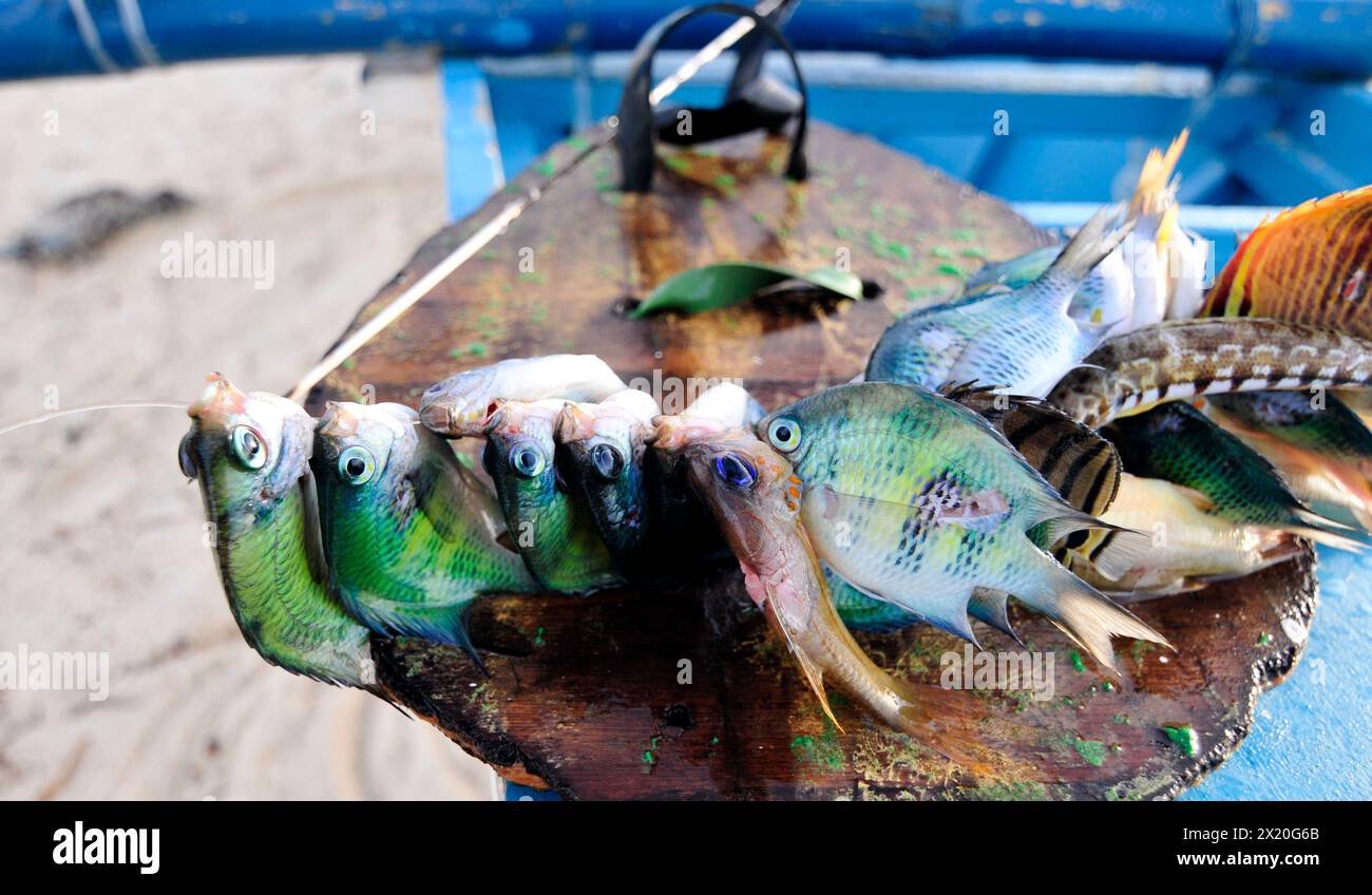 Colorful fish caught on a spear. Malapascua Island, Central Visayas ...