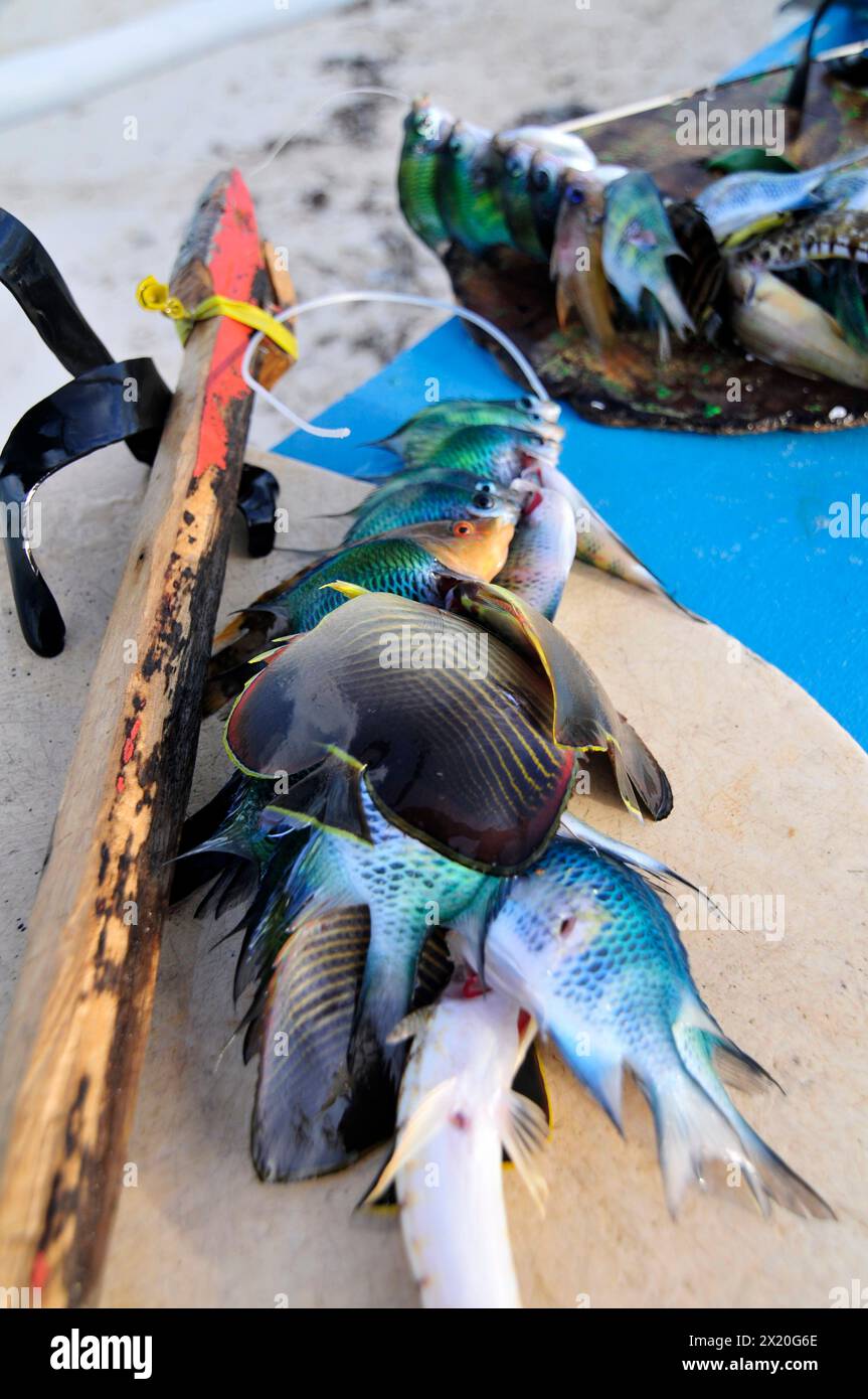 Colorful fish caught on a spear. Malapascua Island, Central Visayas ...