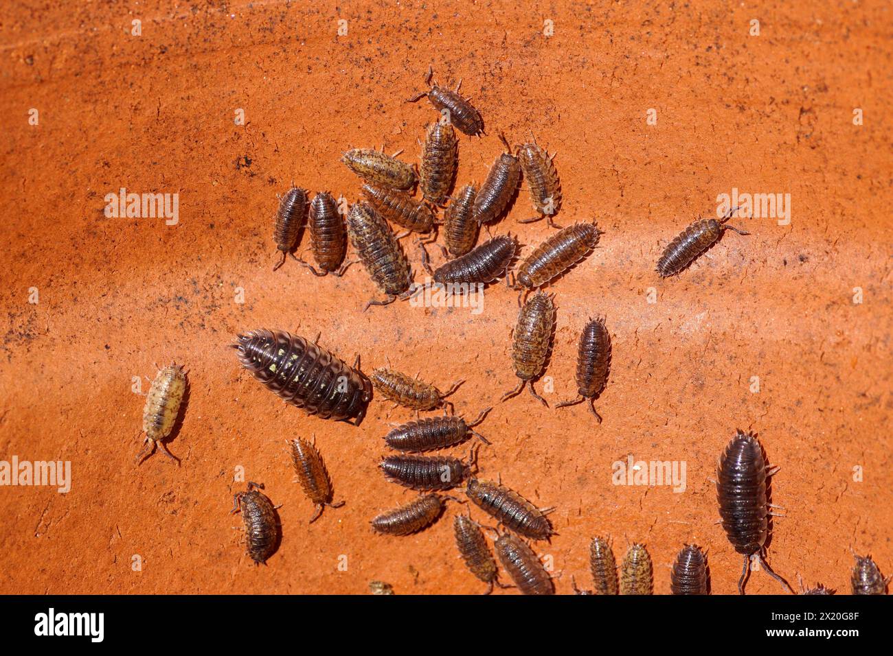 Oniscidae hi-res stock photography and images - Alamy