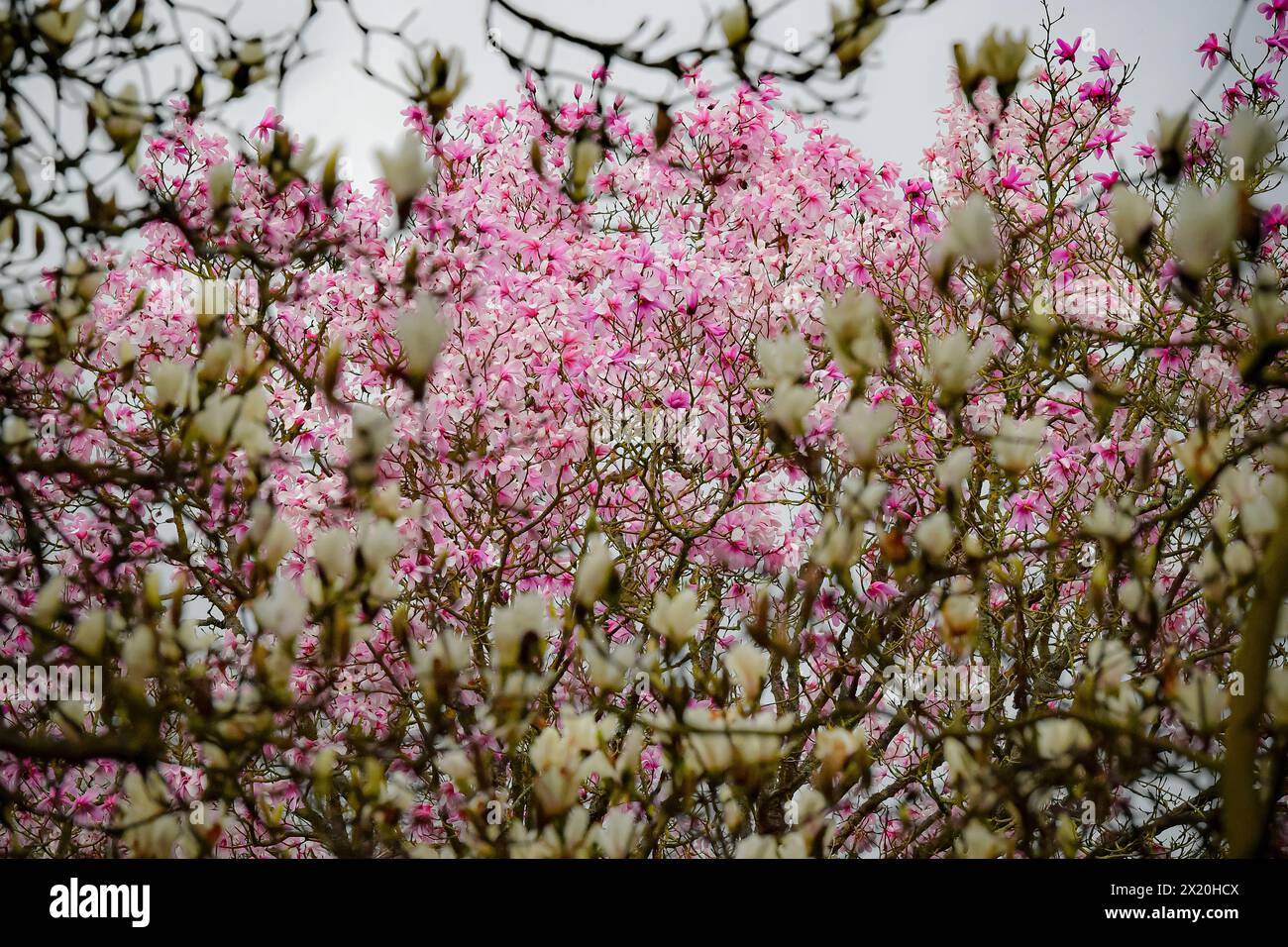 File photo dated 25/03/21 of pink and white blossoms on trees in ...