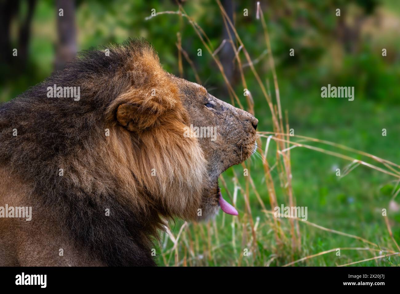 Okovango delta lion hi-res stock photography and images - Alamy