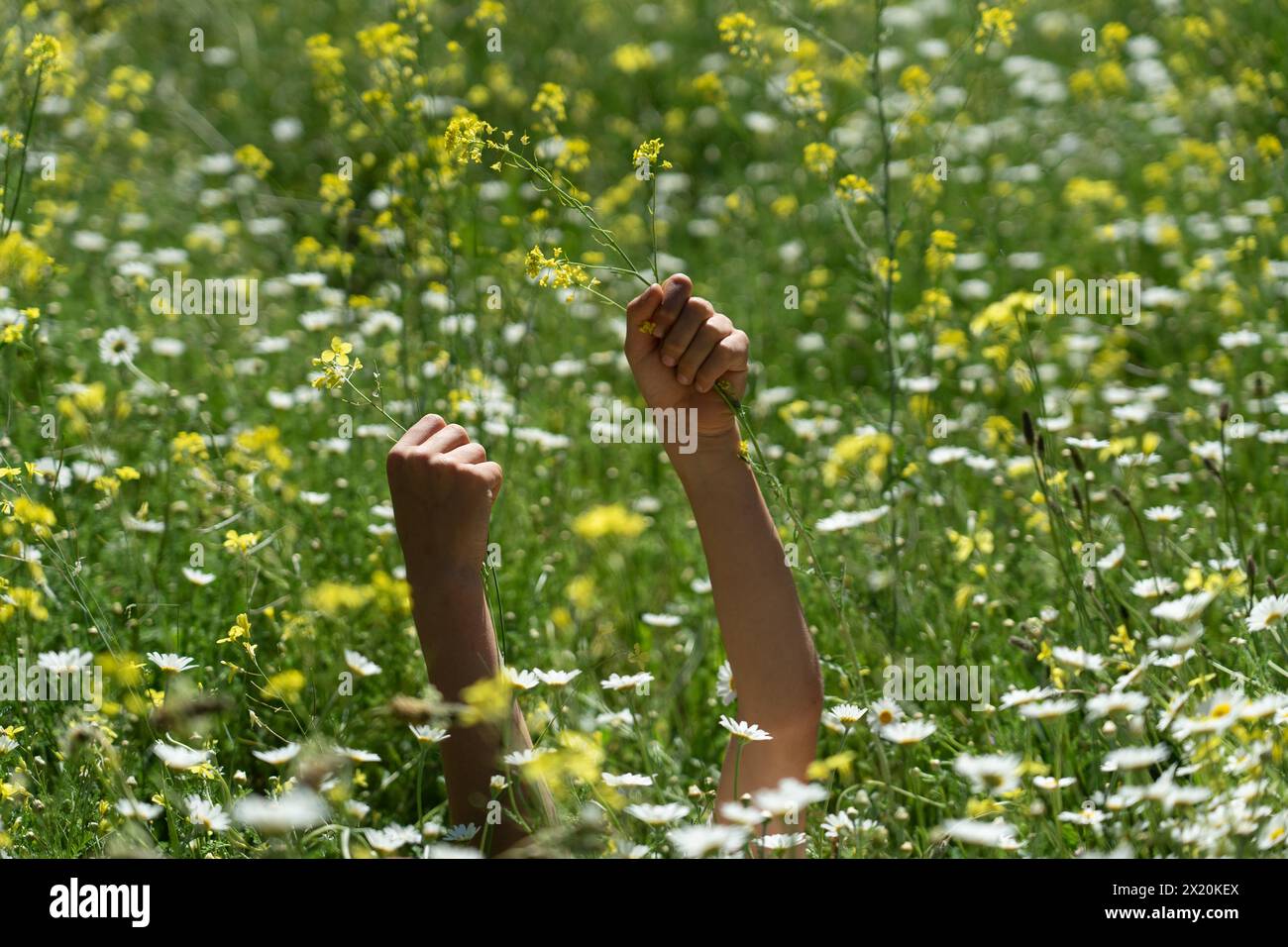 Child's hands among a garden full of spring flowers. Spring background ...