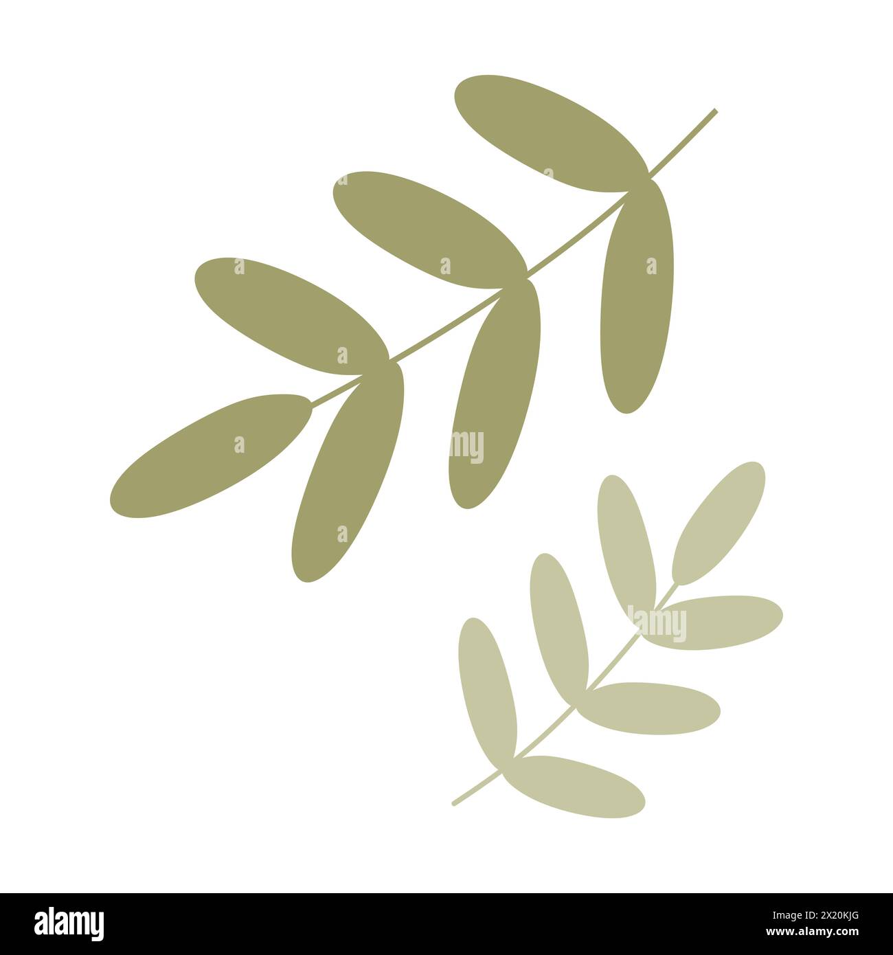 Flat Green Palm tree Branch, Cartoon Acacia Leaves. Closeup isolated ...