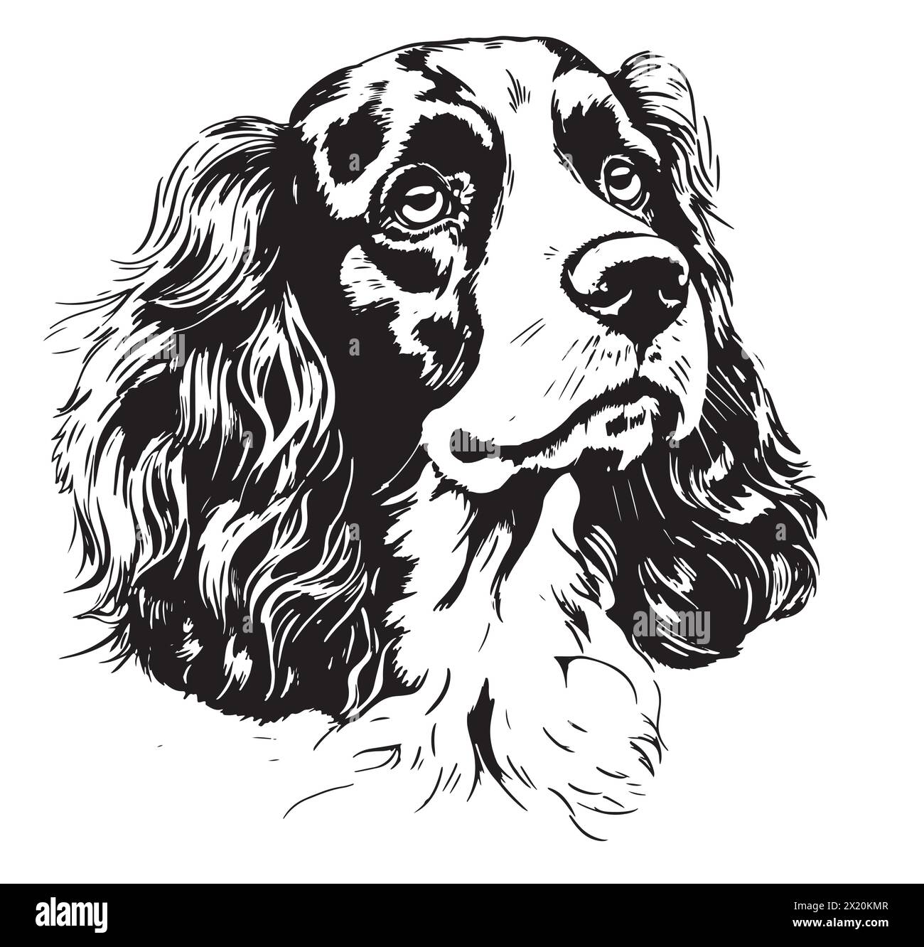 A detailed black and white drawing of a Cocker Spaniel, a dog breed ...