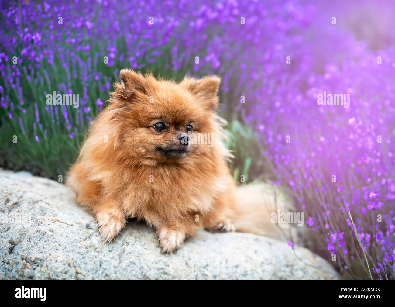 picture of pomeranian in the nature, in spring Stock Photo - Alamy