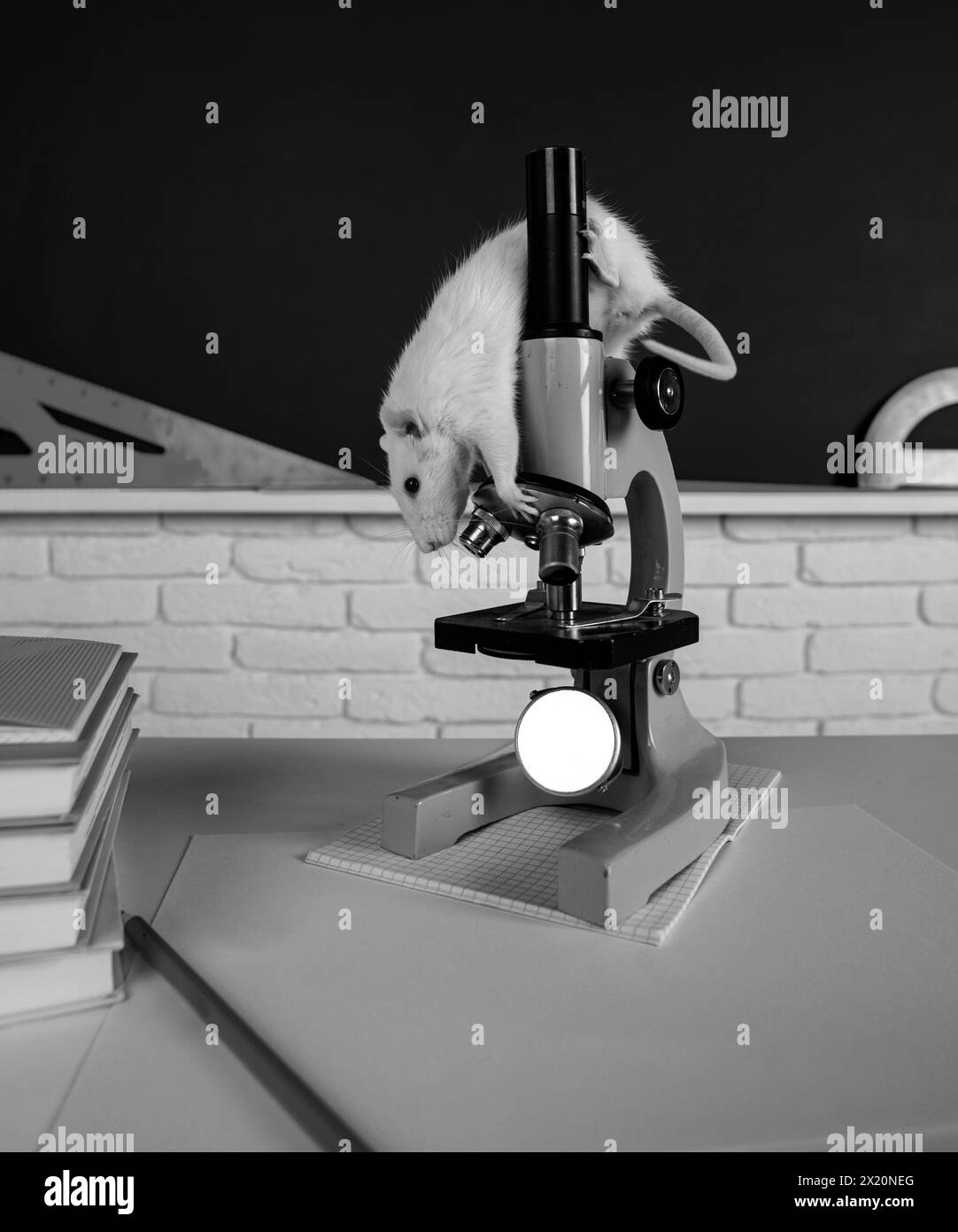 Funny rat sit on microscope, banner for university college or school ...