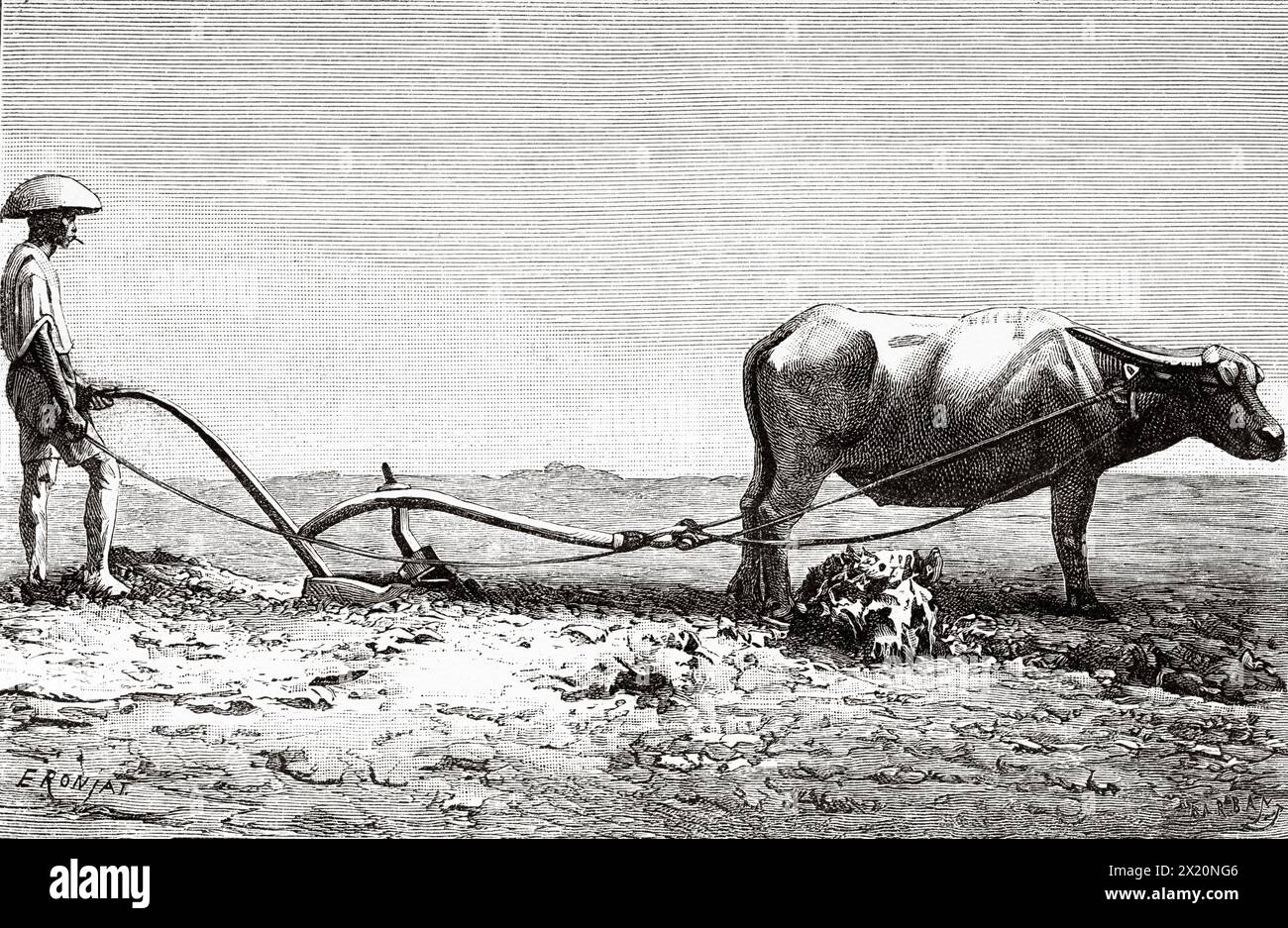 Filipino native plowing the land with a buffalo and a traditional plow ...