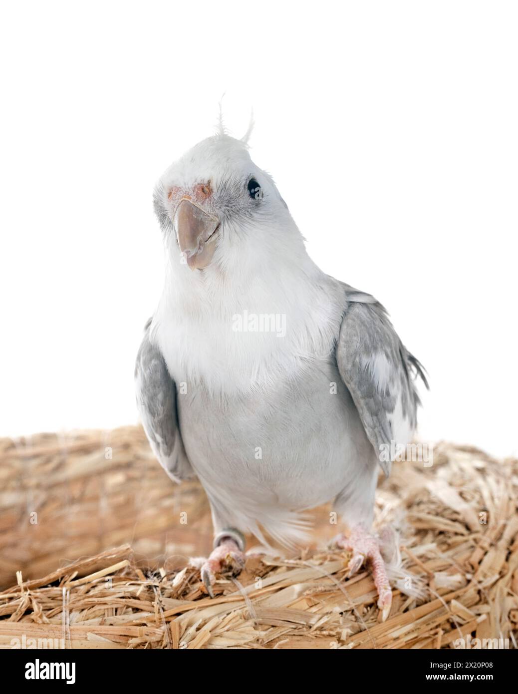 female gray cockatiel in front of white background Stock Photo - Alamy