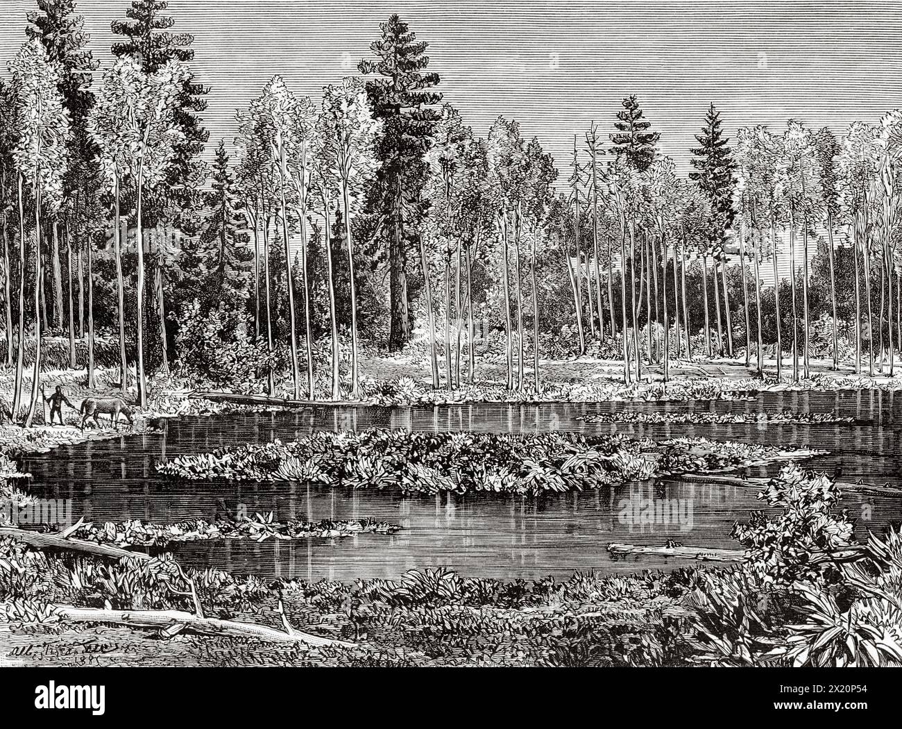 Forest Lagoon, Arizona. United States. Drawing by Albert Tissandier ...