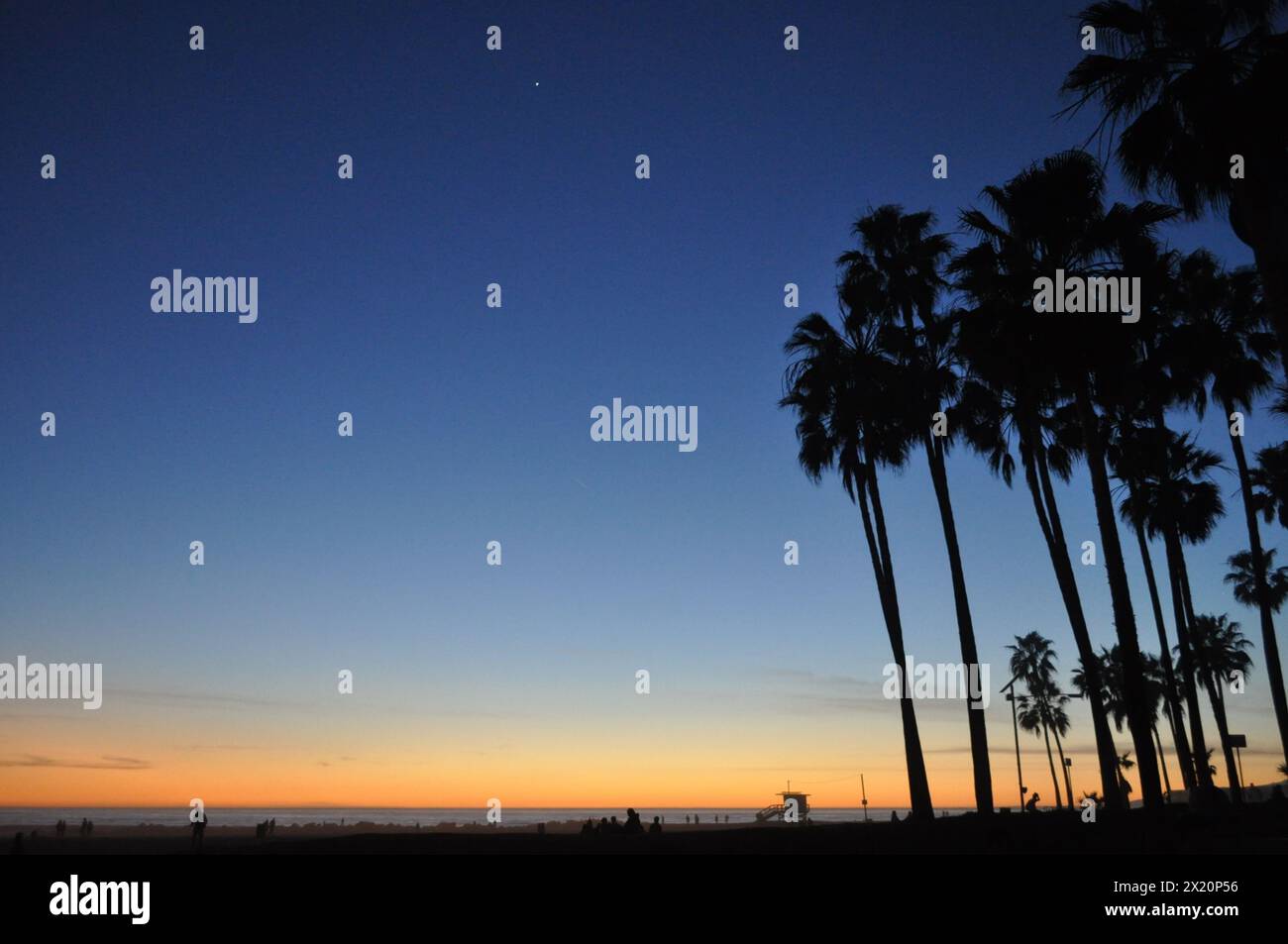 cluster of palm trees in Dusk Stock Photo - Alamy