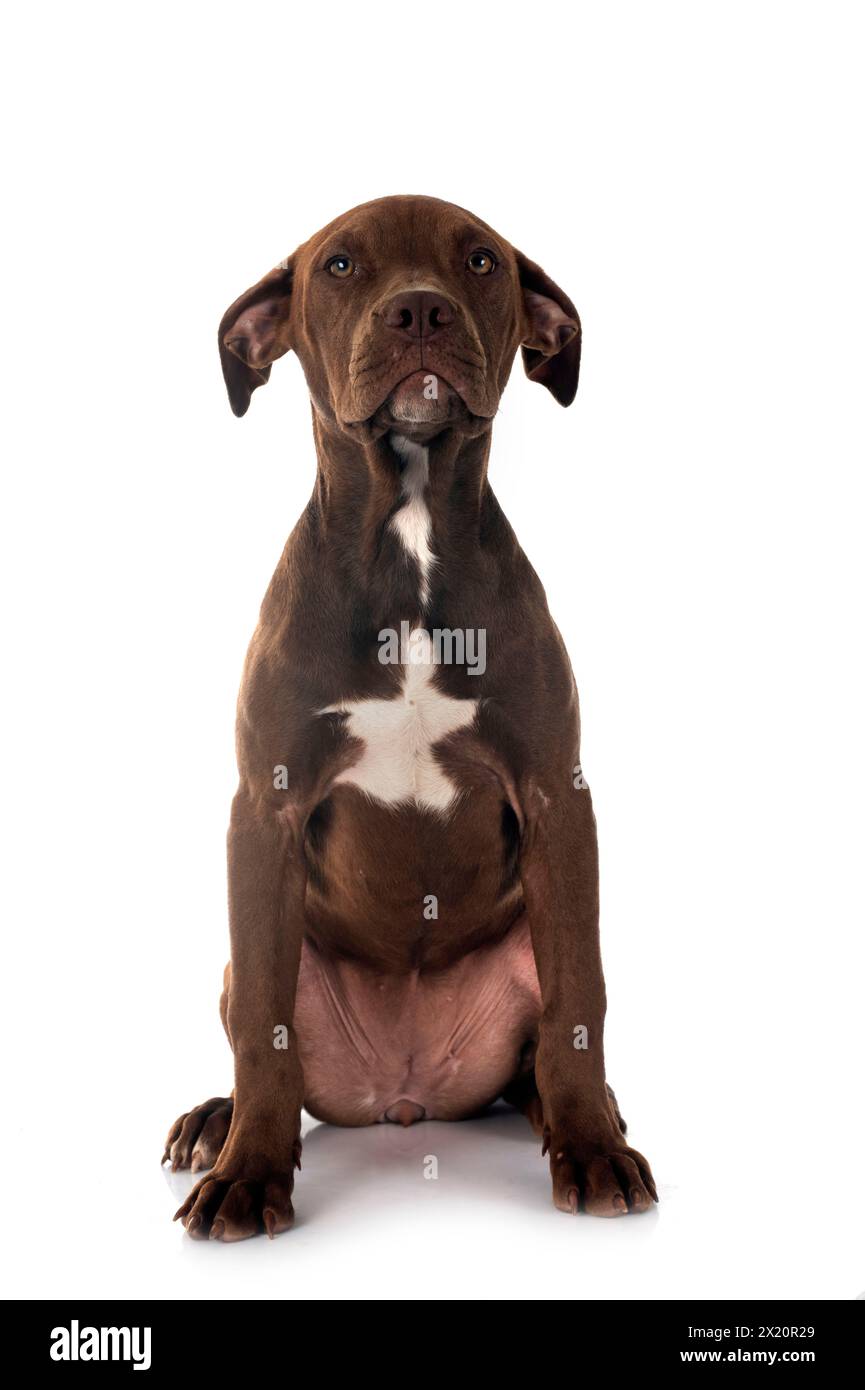 puppy american pitbull terrier posing in front of white background ...