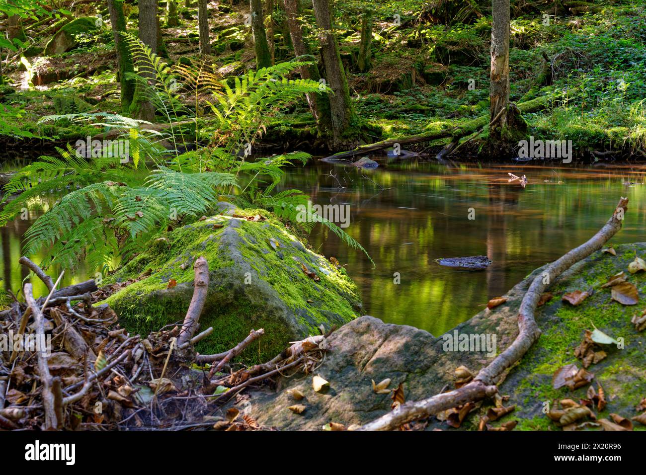 The course of the Thulba river in the core zone of the Rhön Biosphere ...