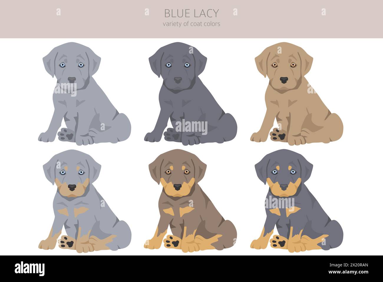 Blue Lacy puppy clipart. Different coat colors and poses set. Vector ...
