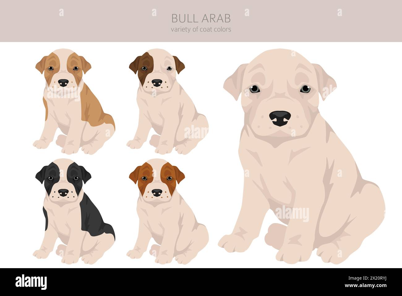 Bull Arab puppy clipart. Different coat colors and poses set. Vector ...