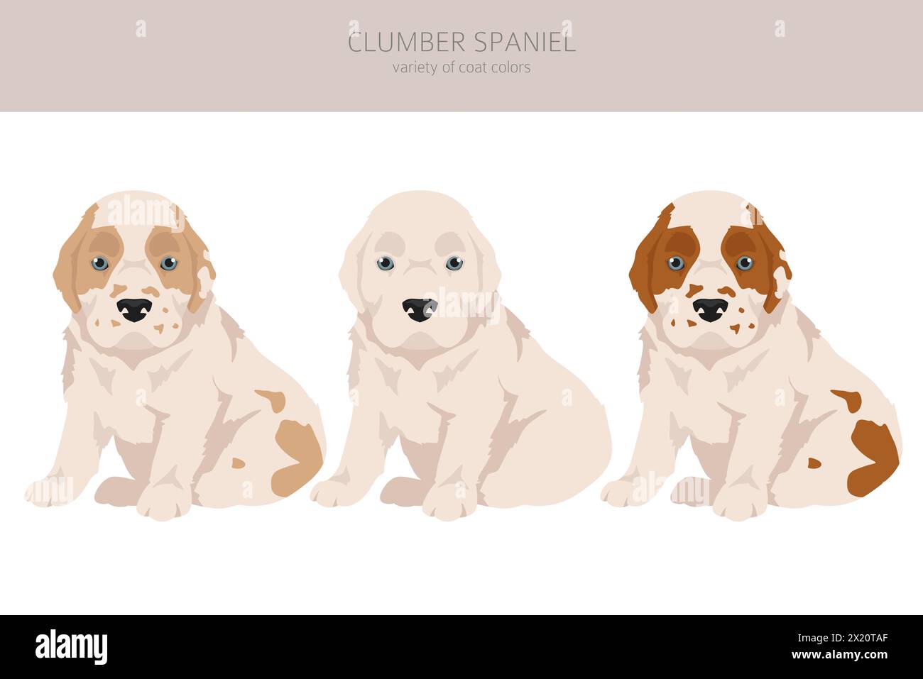Clumber spaniel puppy clipart. Different poses, coat colors set. Vector ...