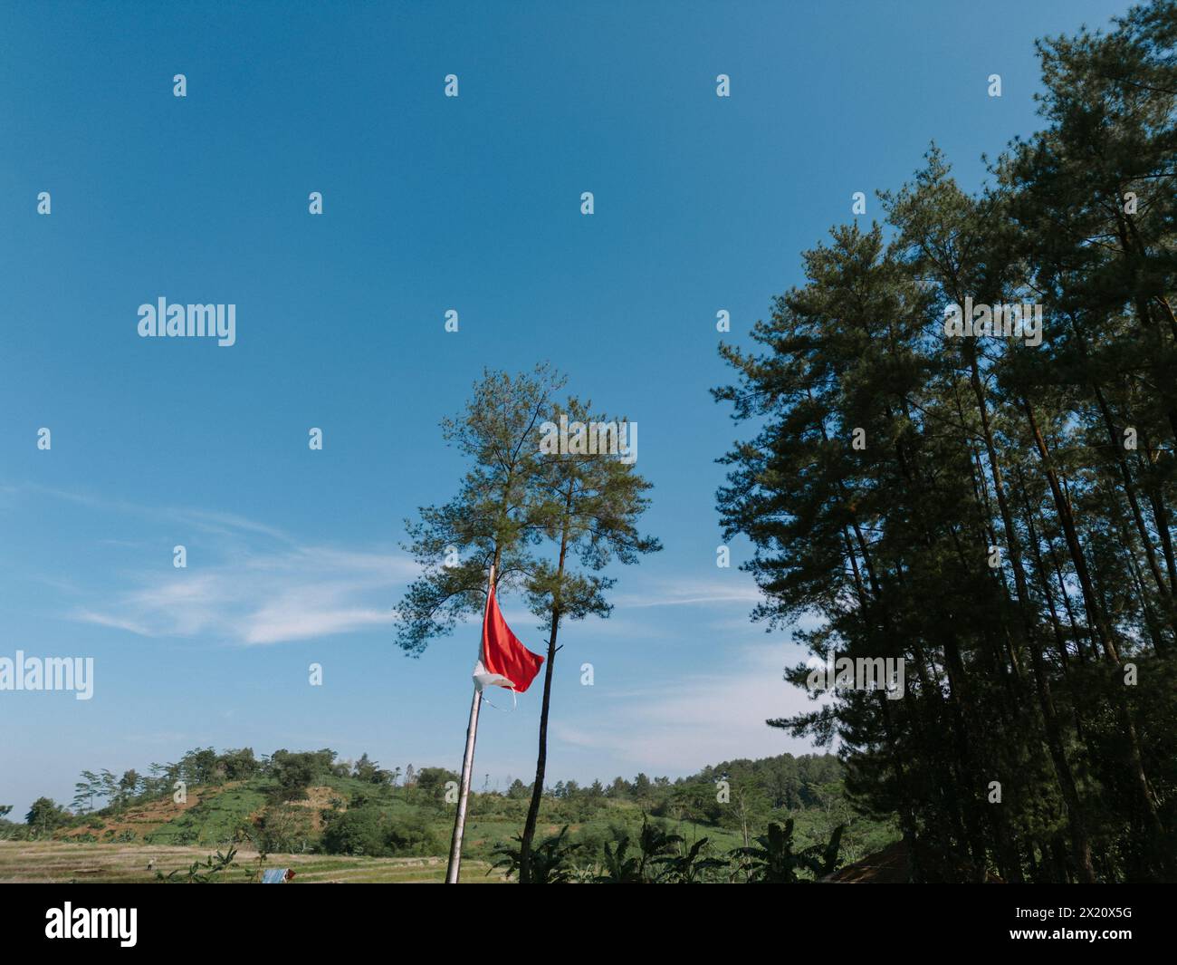 Indonesian flag waving proudly against a backdrop of fields, rice ...