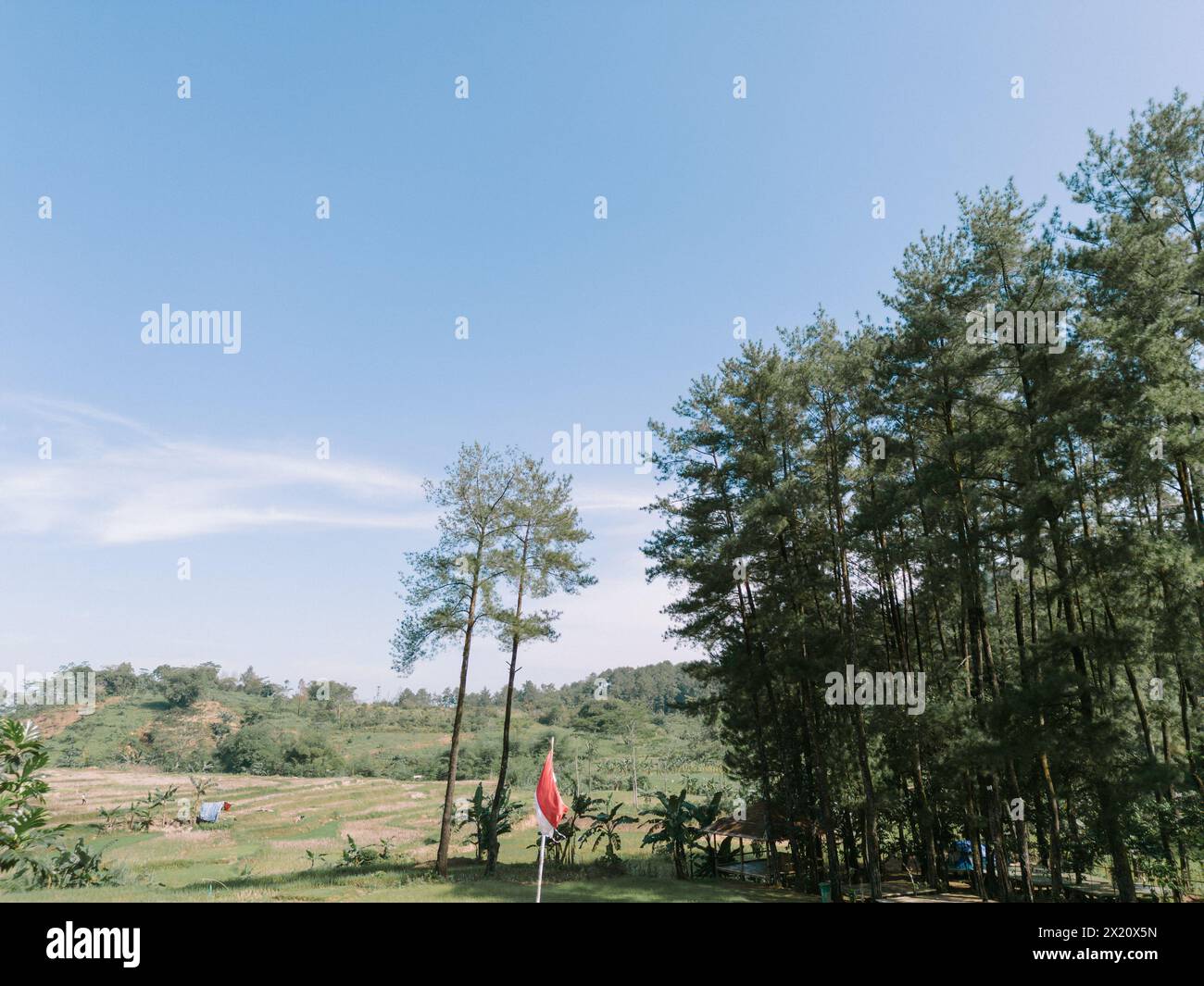 Indonesian flag waving proudly against a backdrop of fields, rice ...