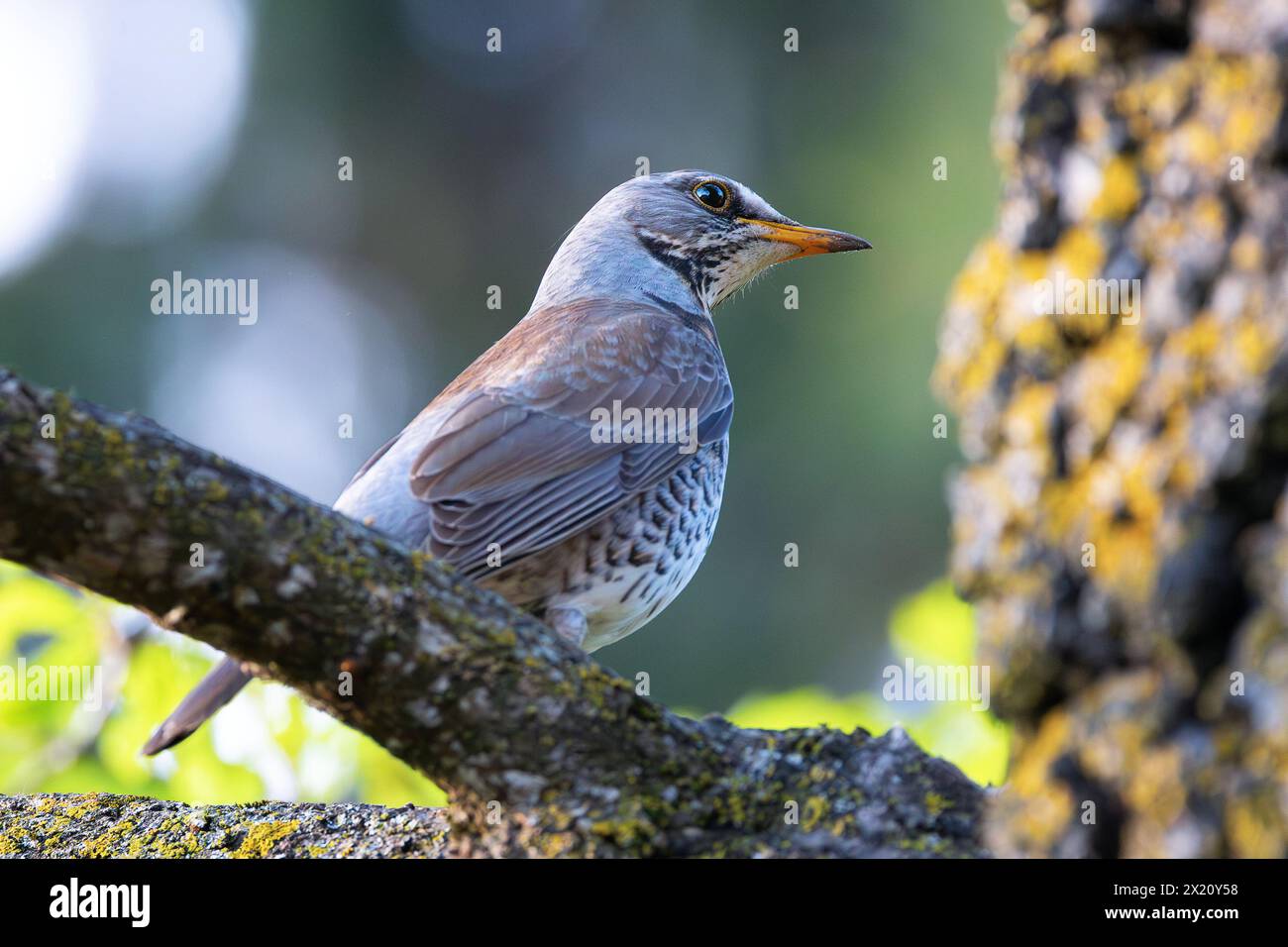 closeup of male fieldfare hiding in the tree (Turdus pilaris Stock ...