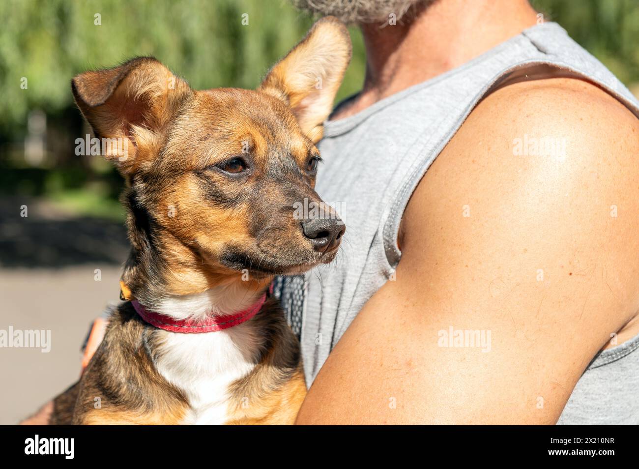 Cute dog on human hands outdoor. Puppie in human hands Stock Photo - Alamy