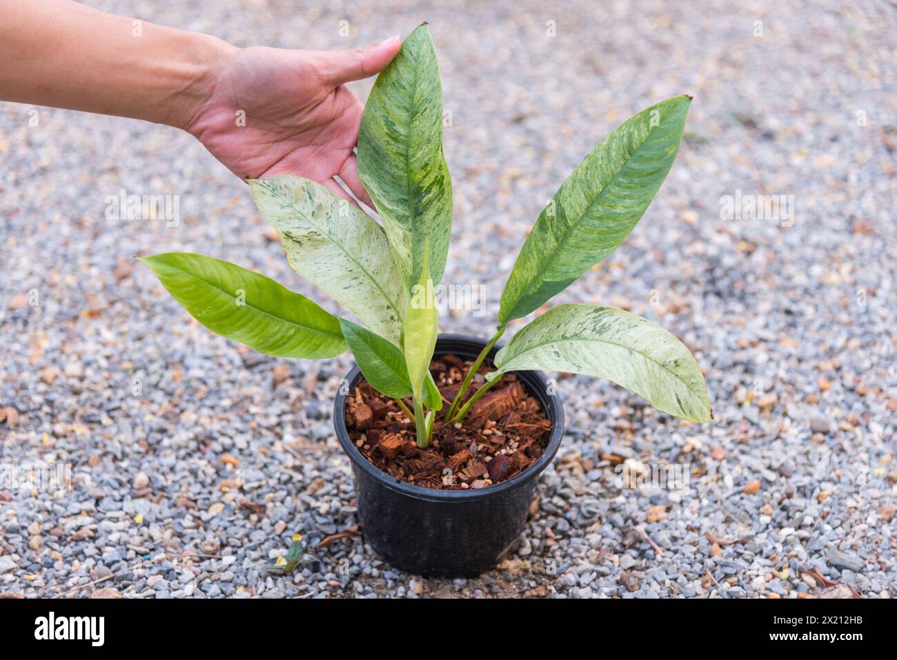 Rhaphidophora gorilan hi-res stock photography and images - Alamy