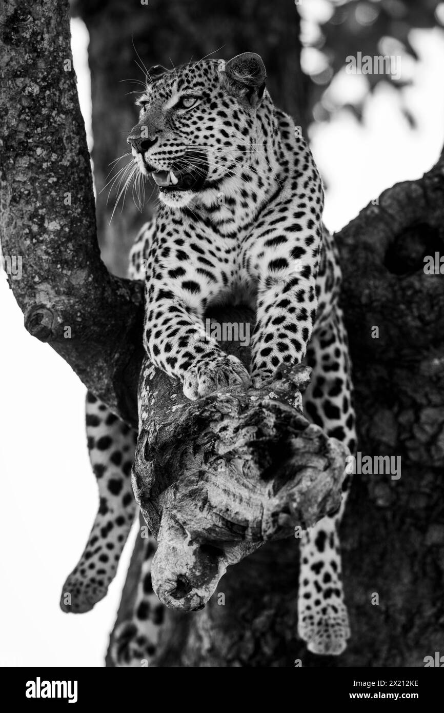 A leopard is seen in Okavango Delta on January 2024 Stock Photo - Alamy