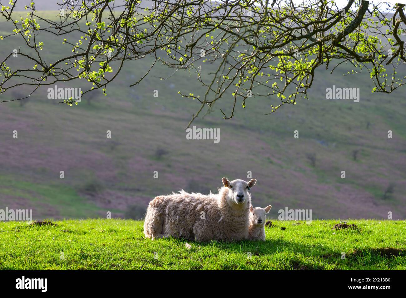 Sheep lying in the sun Stock Photo - Alamy