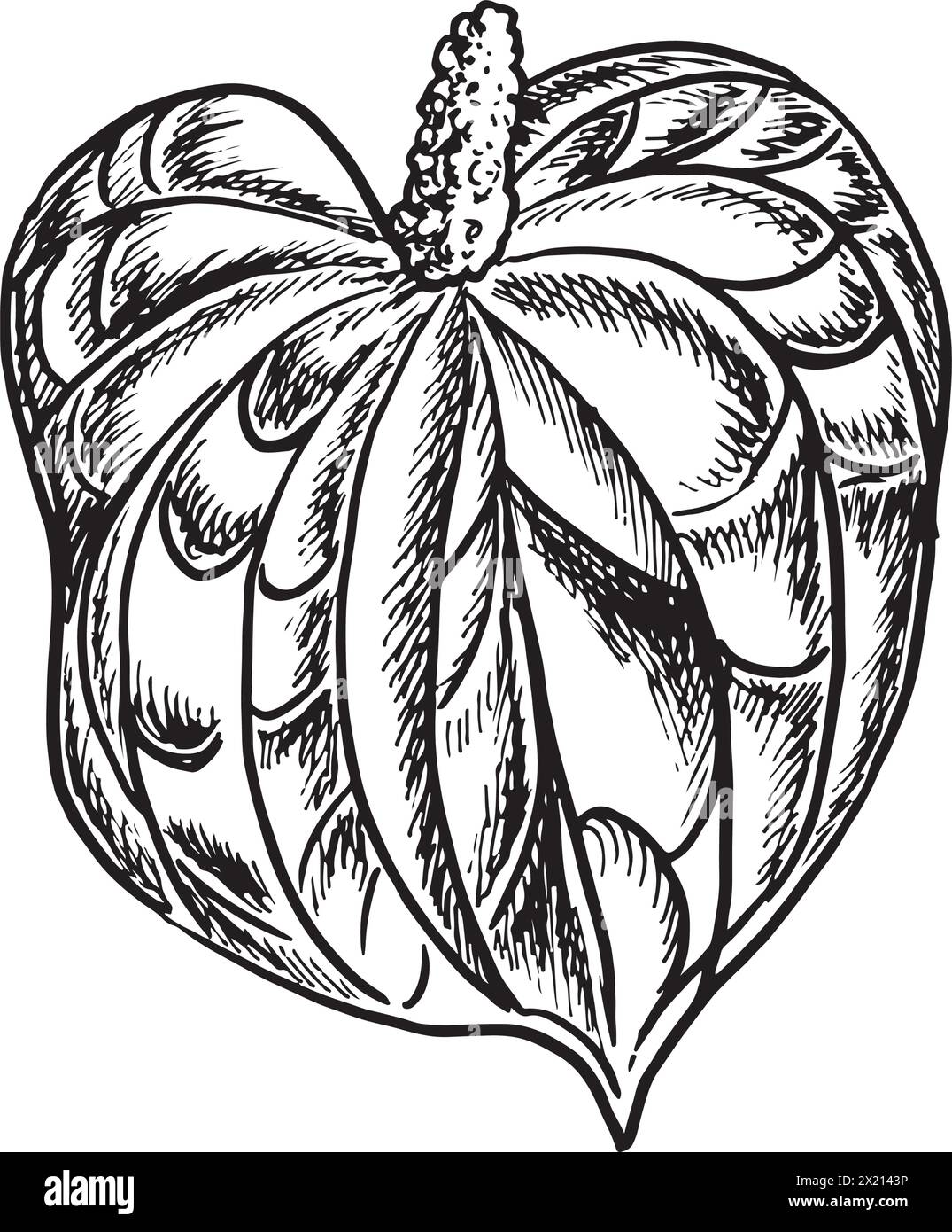 Anthurium flowers illustration on white background. hand drawn ...