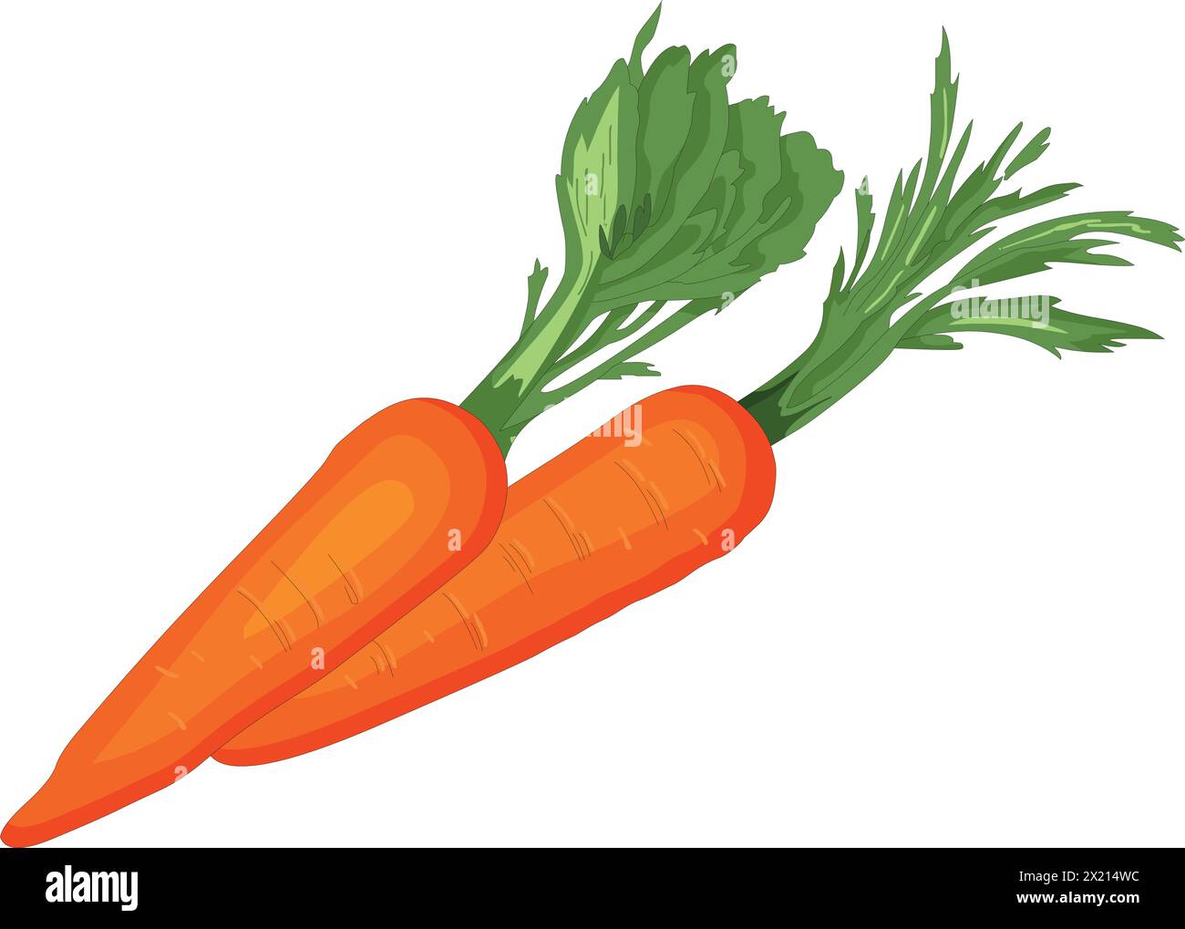 Carrots vector illustration Stock Vector Image & Art - Alamy