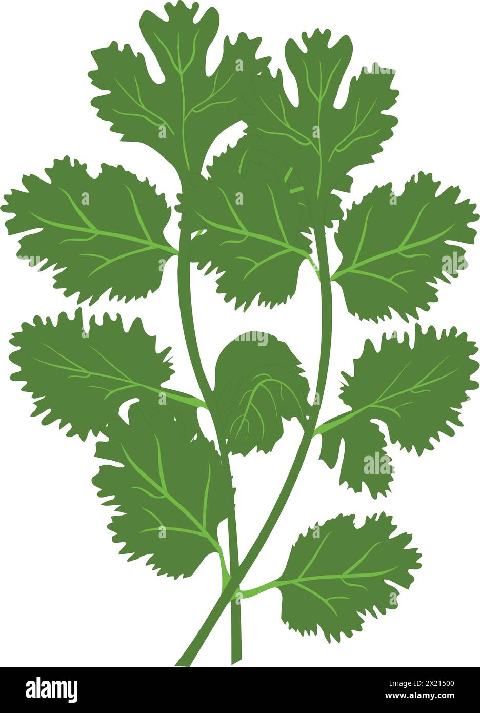 Cilantro leaves coriander Stock Vector Images - Alamy