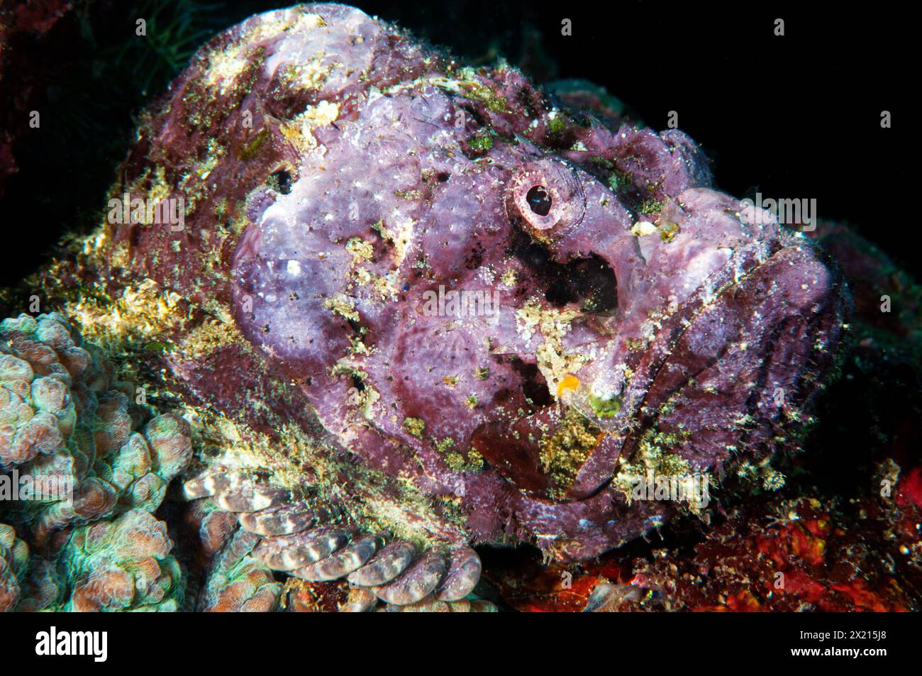 Spiny devil fish hi-res stock photography and images - Alamy