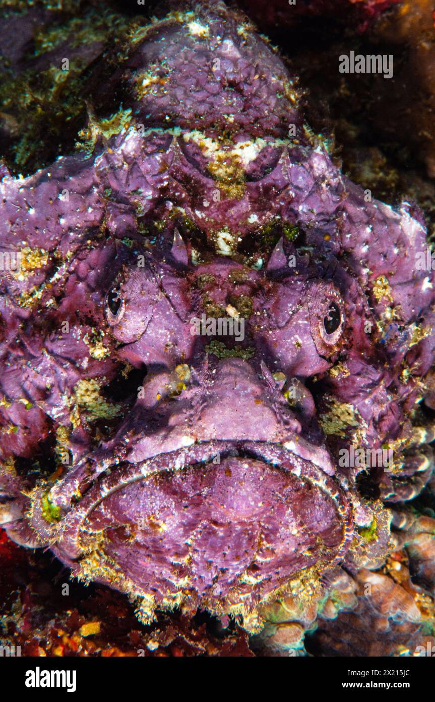 Spiny devil fish hi-res stock photography and images - Alamy