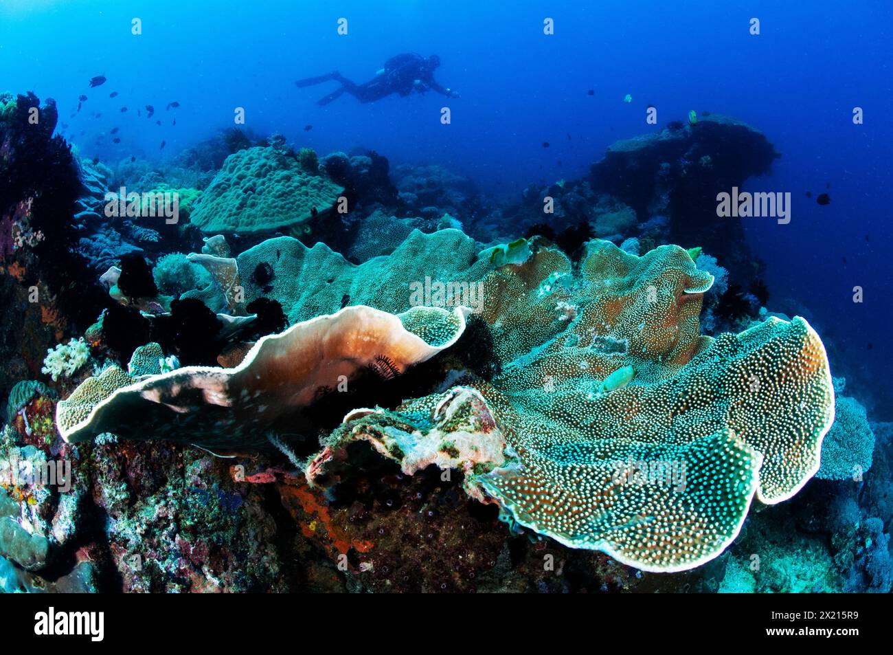 Coral reef underwater structure hi-res stock photography and images - Alamy