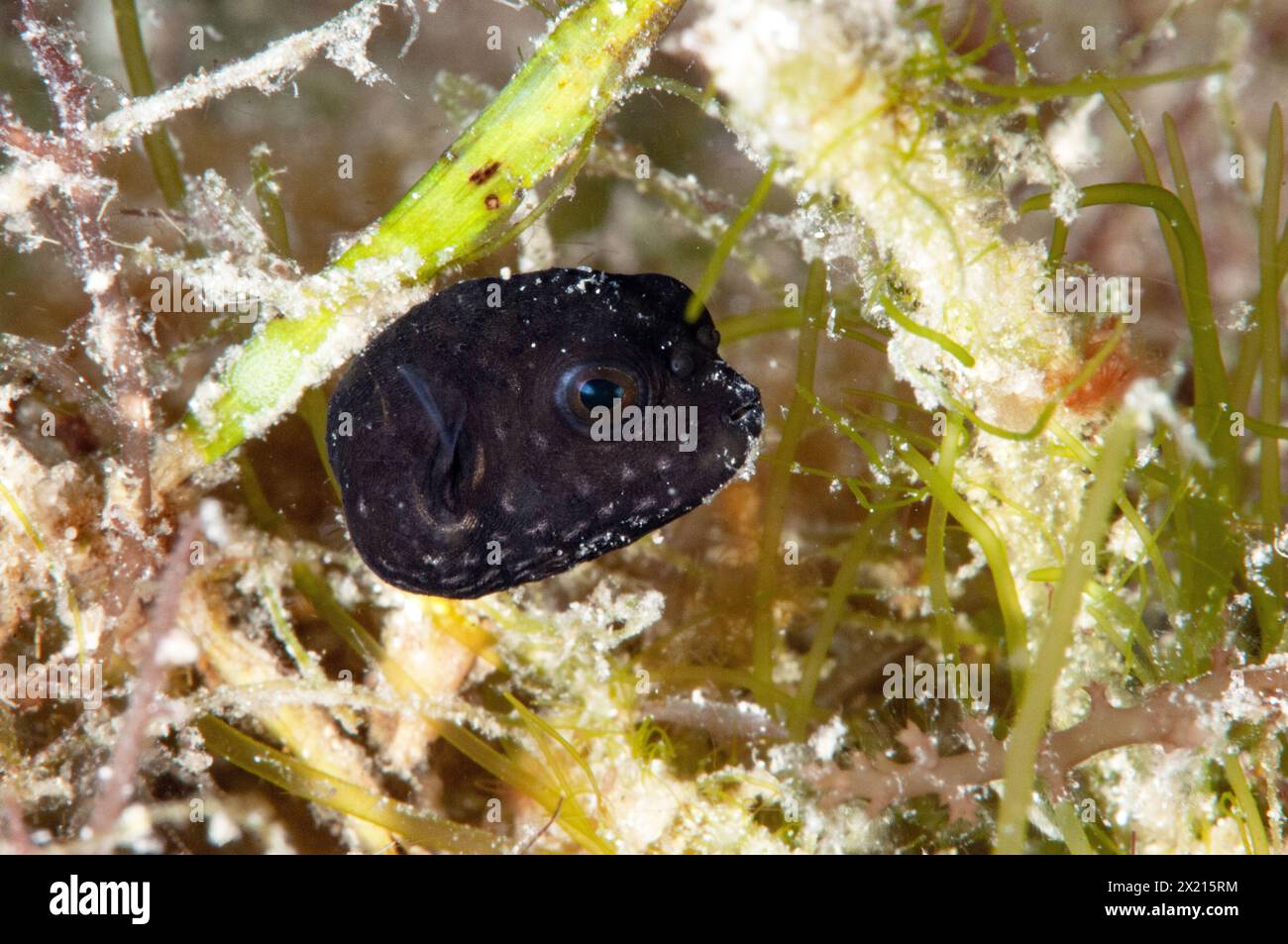 Small black puffer Stock Photo - Alamy