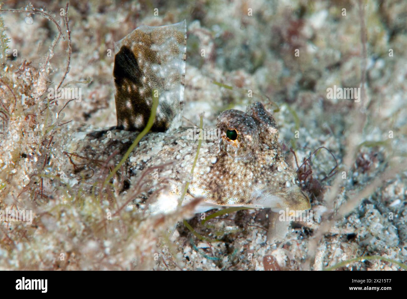 Pale colored fish hi-res stock photography and images - Alamy