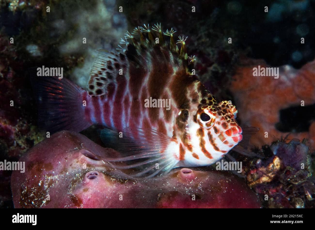 Threadfin hawk fish hi-res stock photography and images - Alamy